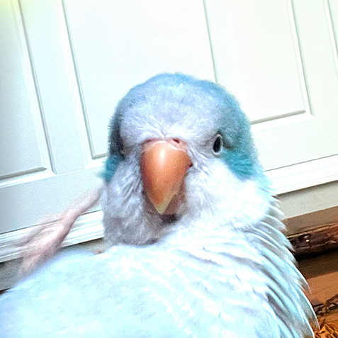 Nationwide announces 2025 Wacky Pet Names winners