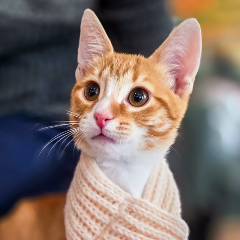 Creativity Unleashed: Nationwide Unveils Its 2026 Wacky Pet Names Nominees