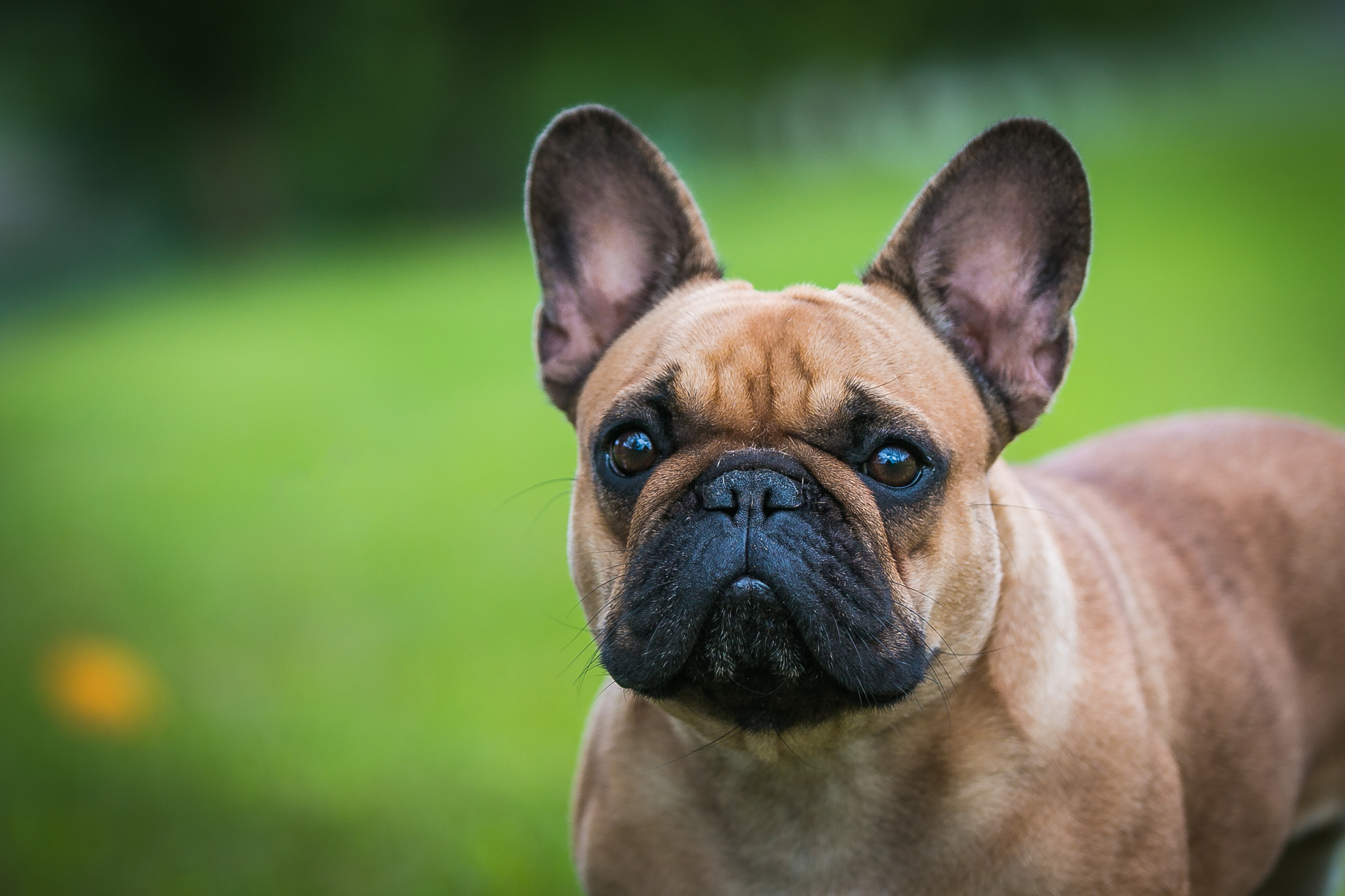 What pet families with French Bulldogs and other short-nosed breeds ...