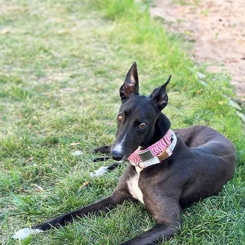 Nationwide fetches the top nominees for Wacky Pet Names