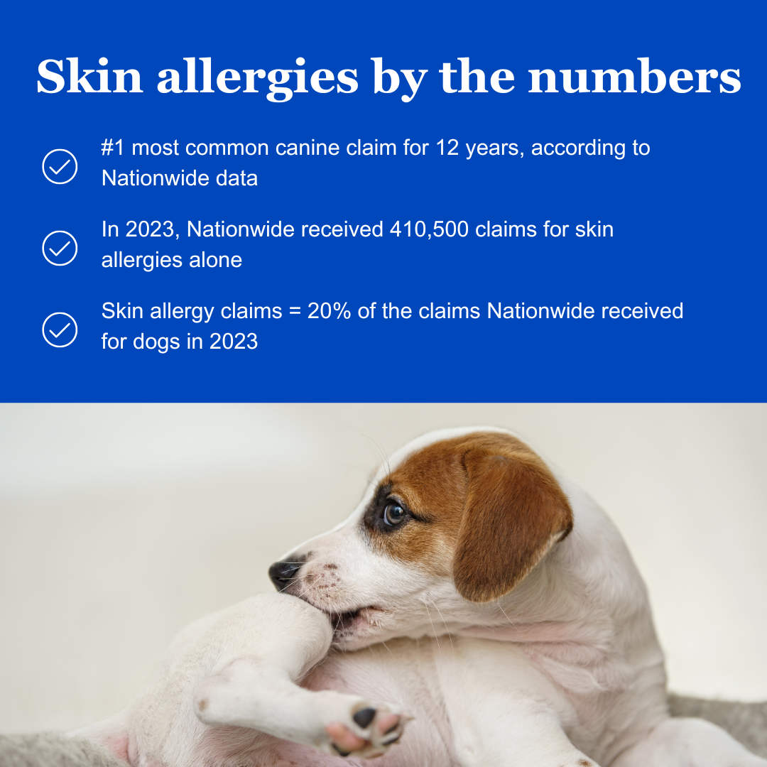 August is Itchy Pet Month - Understanding and Managing Pet Allergies