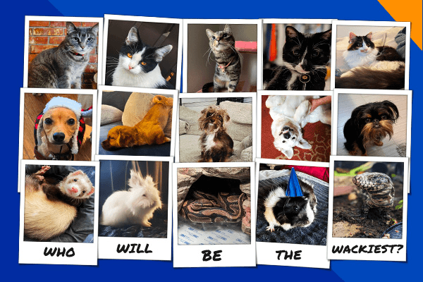 Nationwide unleashes Wacky Pet Names: Vote for your favorite dog, cat ...