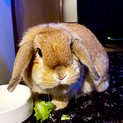 Nationwide fetches the top nominees for Wacky Pet Names