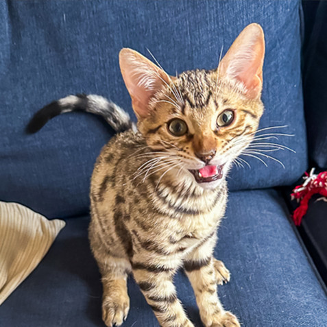 Creativity Unleashed: Nationwide Unveils Its 2026 Wacky Pet Names Nominees