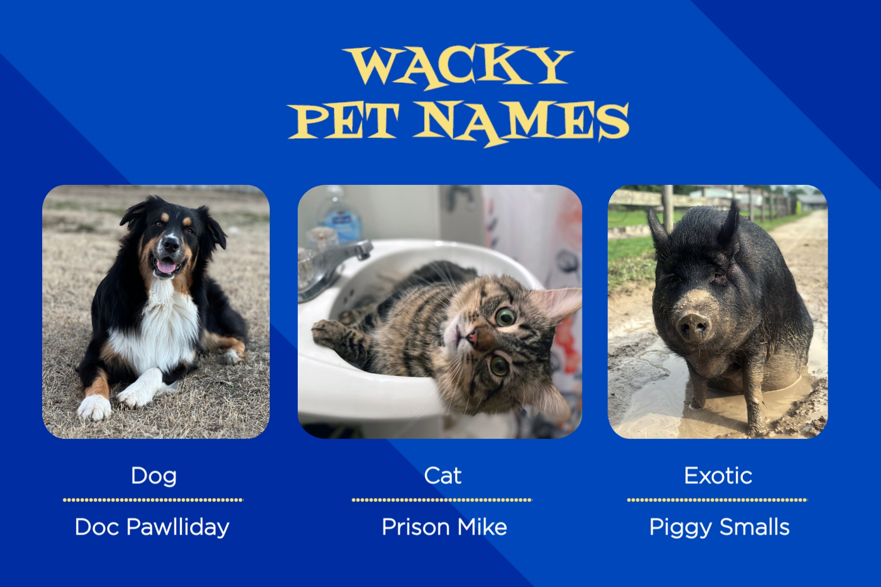 Nationwide reveals wackiest dog, cat and exotic pet names