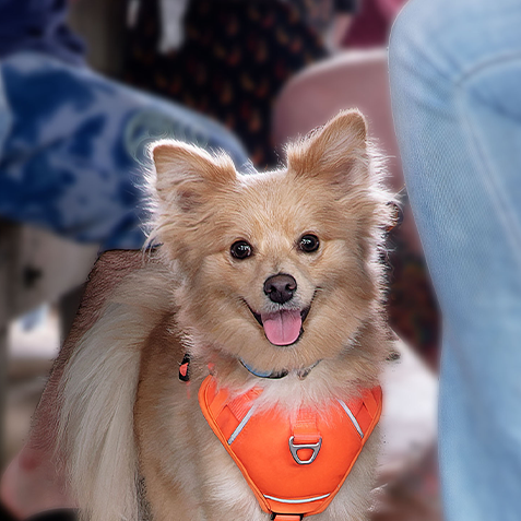 Nationwide announces 2025 Wacky Pet Names winners