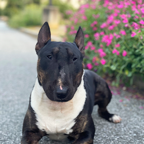 Nationwide announces 2025 Wacky Pet Names winners