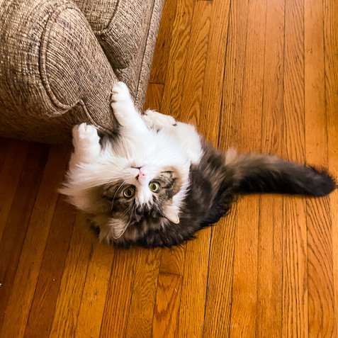 Creativity Unleashed: Nationwide Unveils Its 2026 Wacky Pet Names Nominees