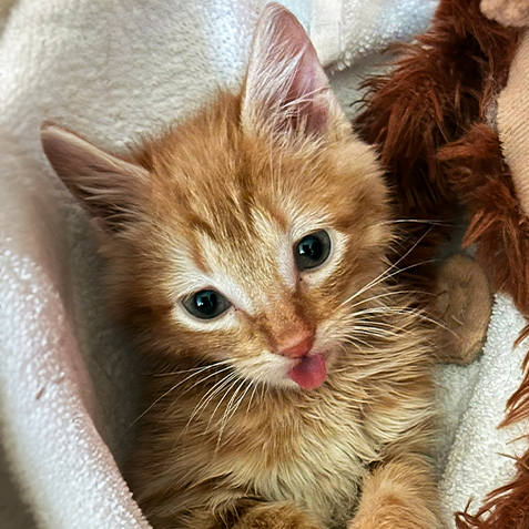 Nationwide announces 2025 Wacky Pet Names winners