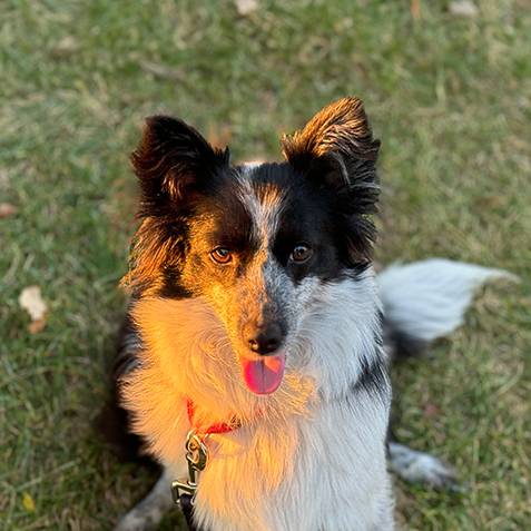 Nationwide announces 2025 Wacky Pet Names winners