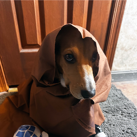 Nationwide fetches the top nominees for Wacky Pet Names