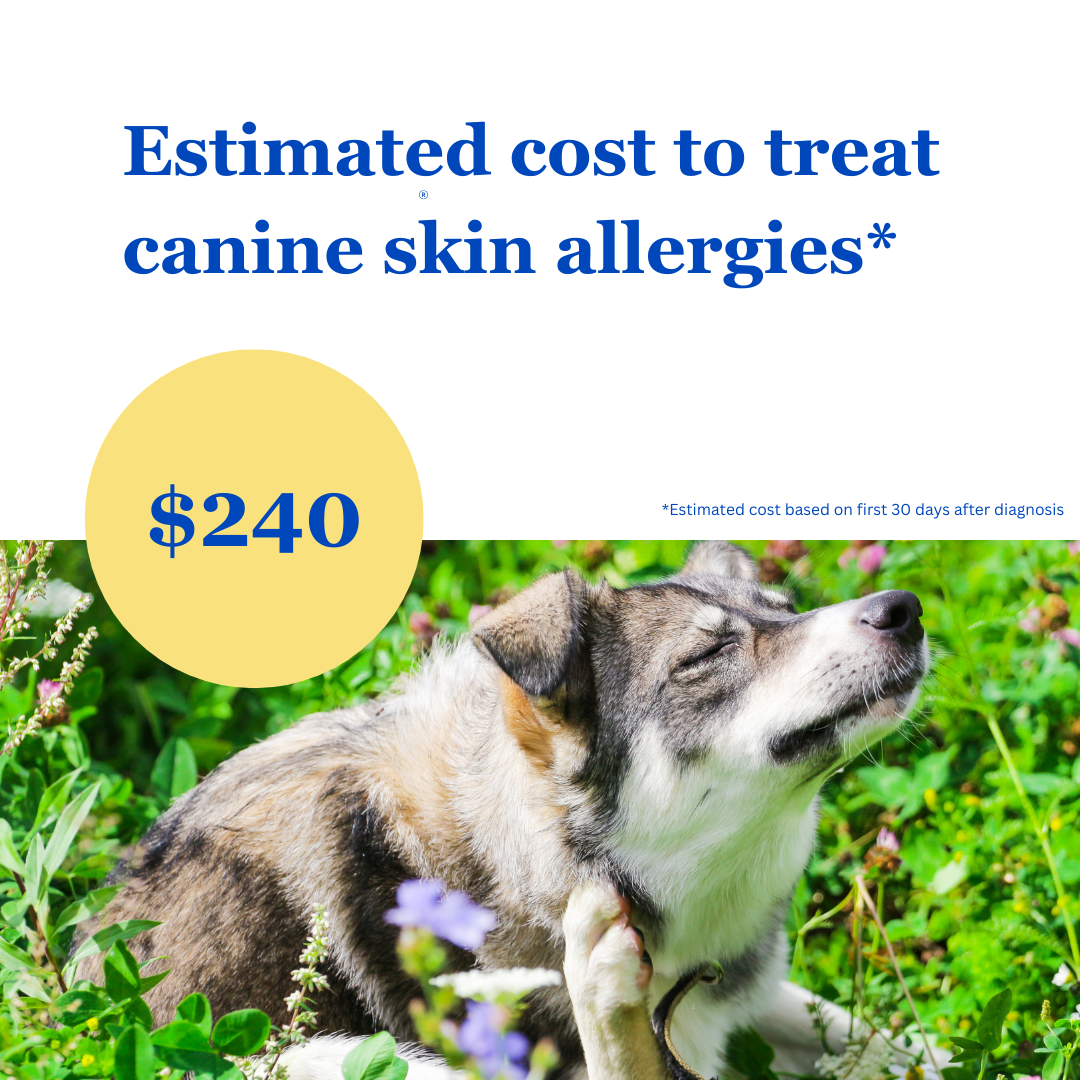 August is Itchy Pet Month - Understanding and Managing Pet Allergies