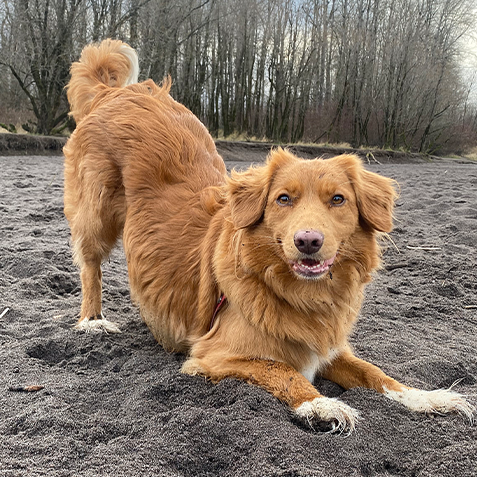 Nationwide announces 2025 Wacky Pet Names winners