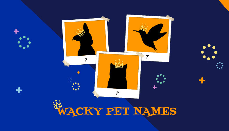 Creativity Unleashed: Nationwide Unveils Its 2026 Wacky Pet Names Nominees