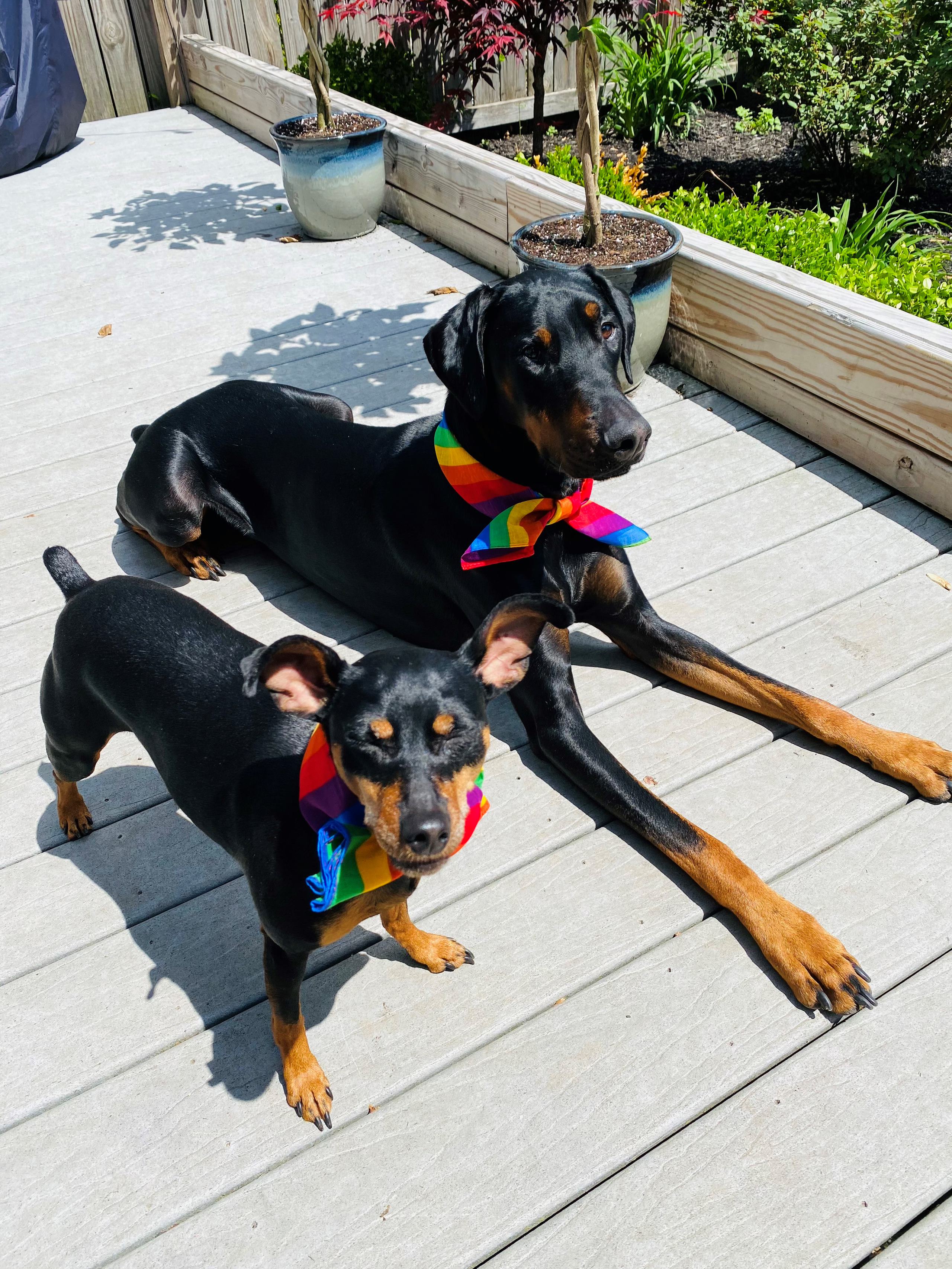 Nationwide Pets Celebrate Pride Month