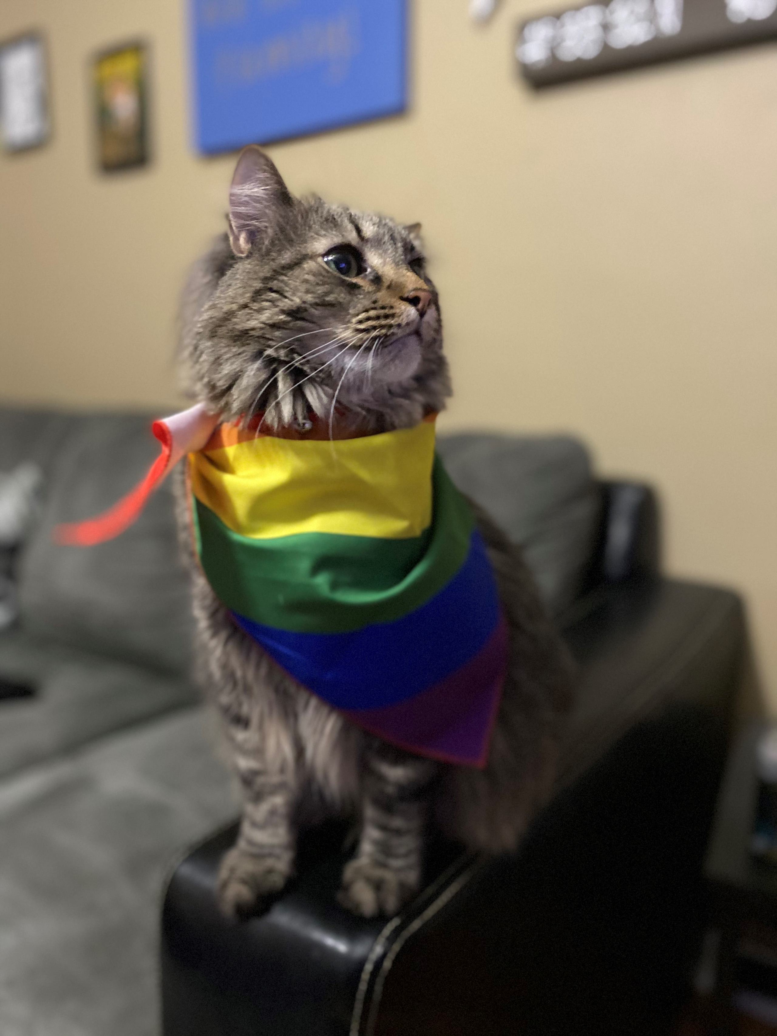 Nationwide Pets Celebrate Pride Month