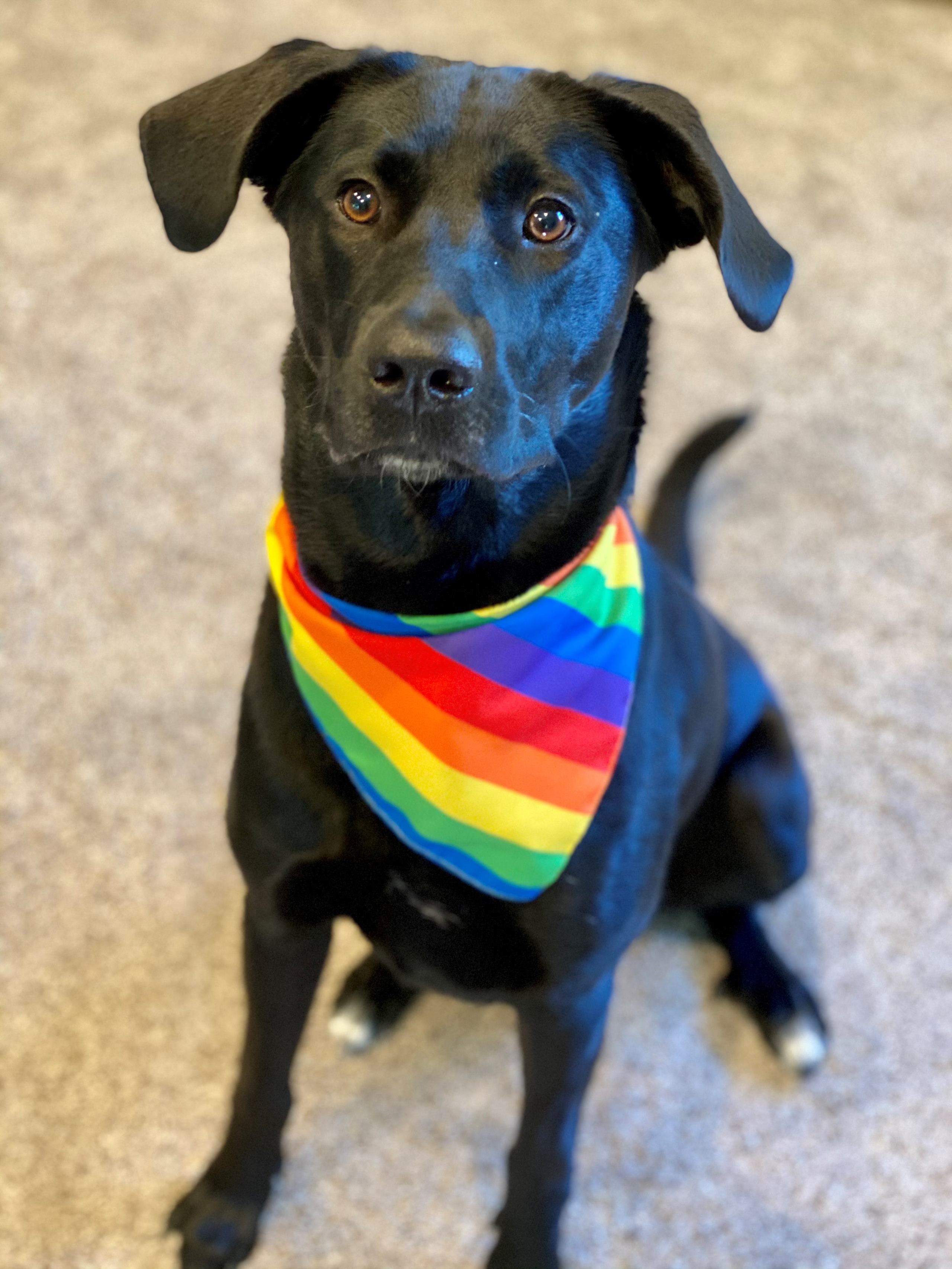Nationwide Pets Celebrate Pride Month