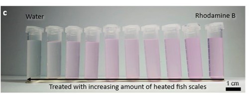 Upcycling fish scales for water pollution control and encryption