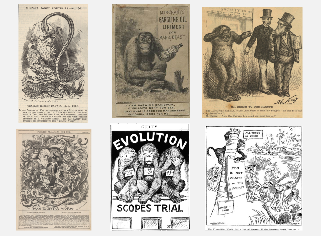 The largest collection of caricatures of Charles Darwin and evolution ...