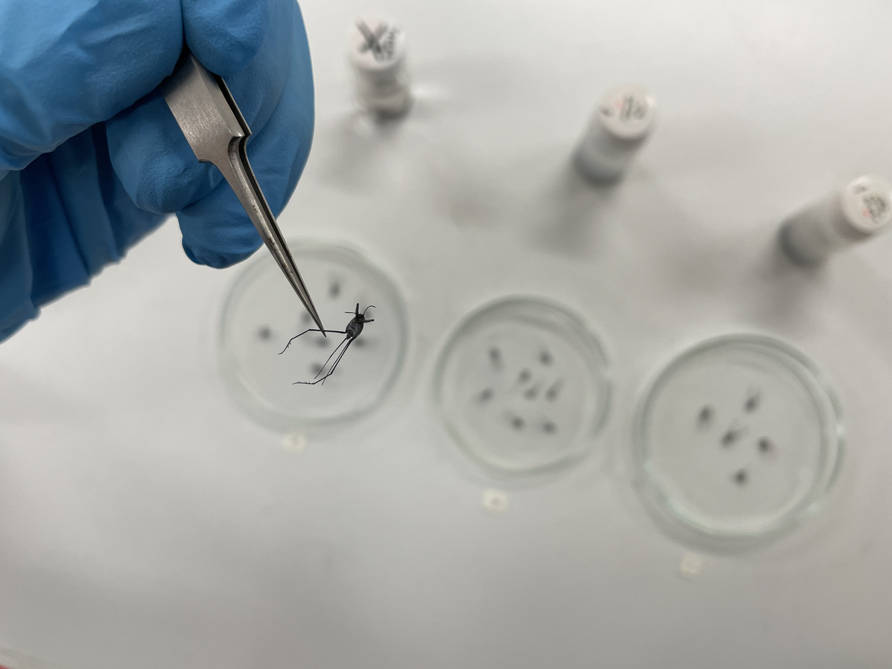 The history of insects living on the open ocean tracked with the ...