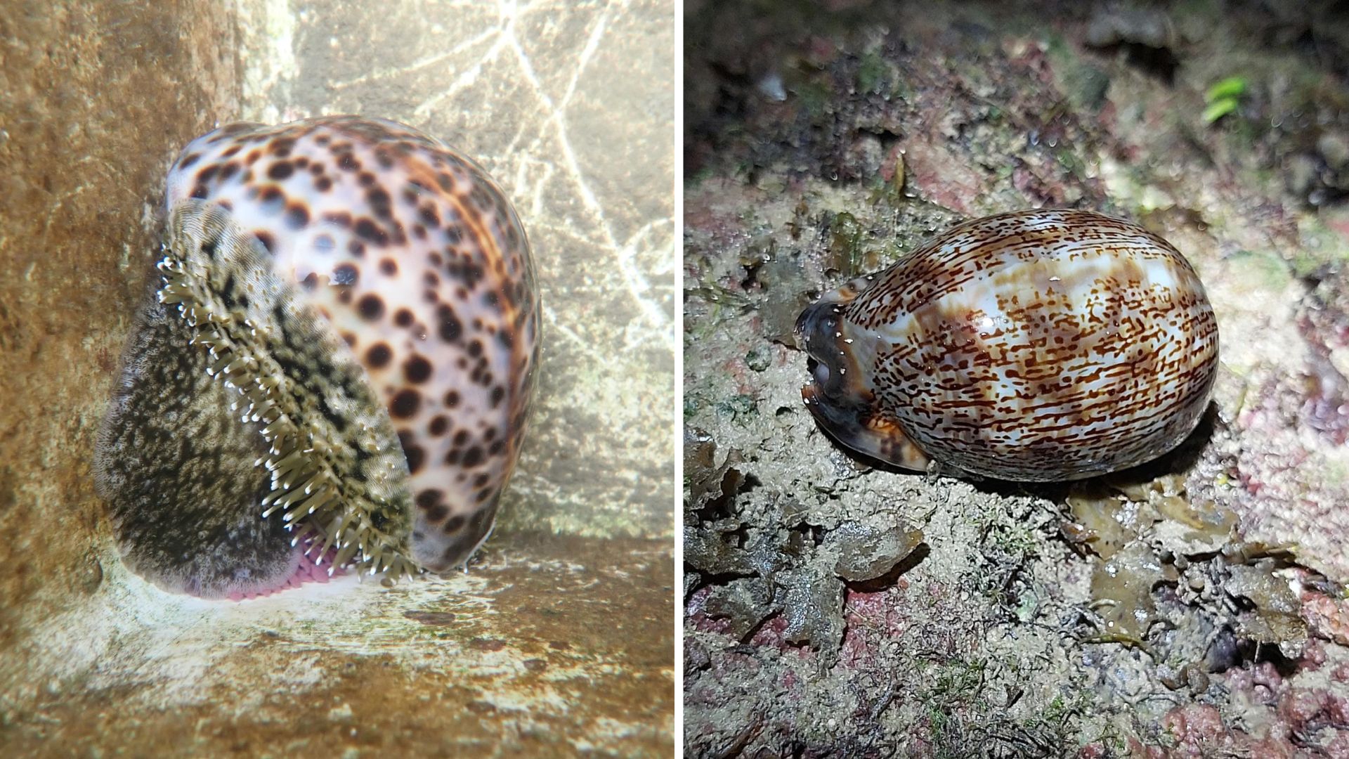 NUS marine scientists successfully bred two endangered native sea snail ...