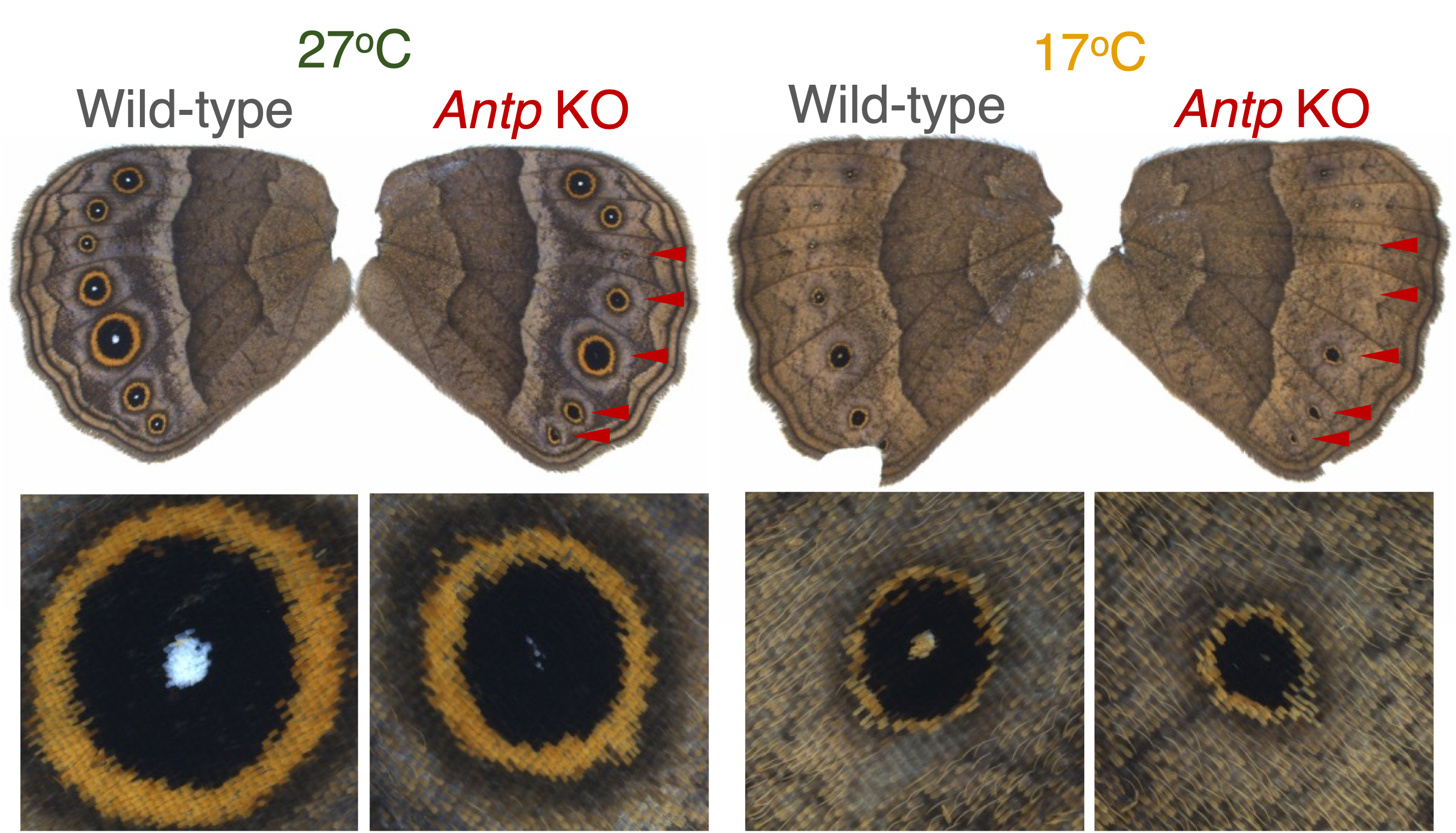 NUS study: A simple DNA switch helps tropical butterflies change wing ...