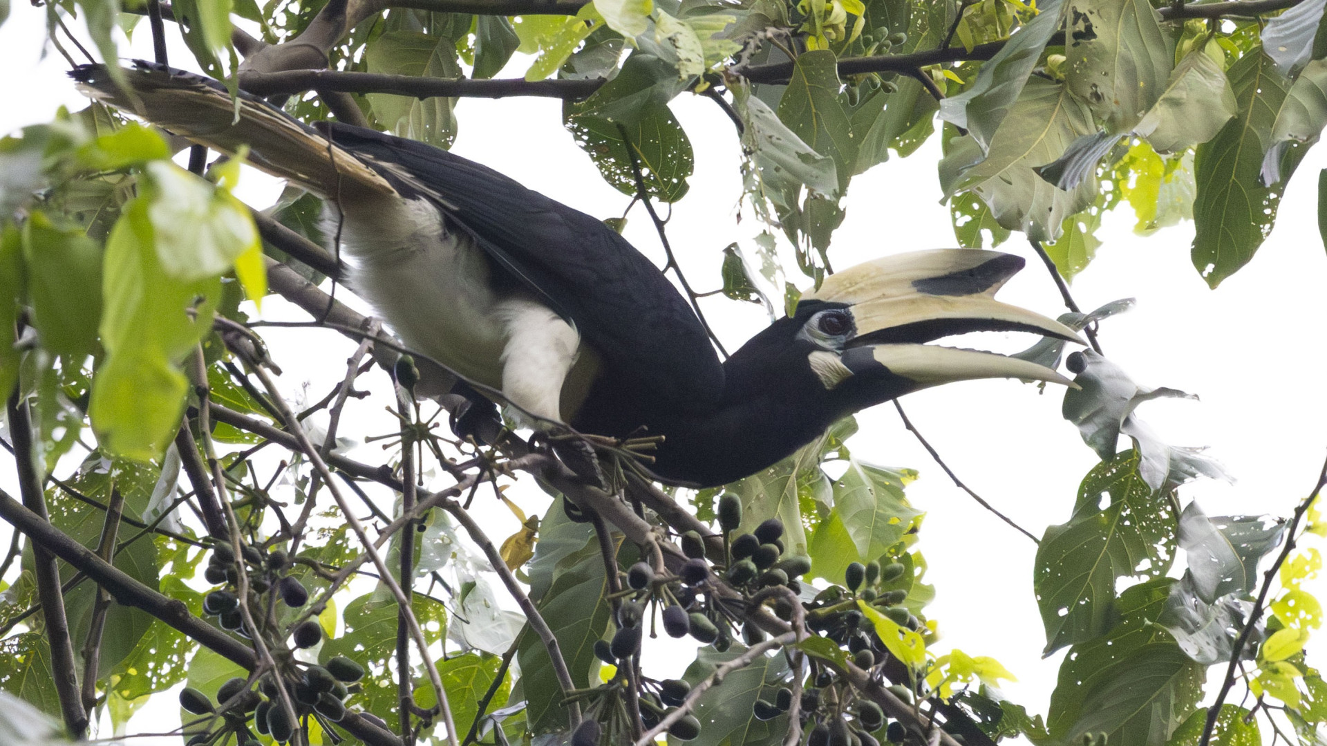 Decoding the secrets of evolution to tackle today’s greatest challenges