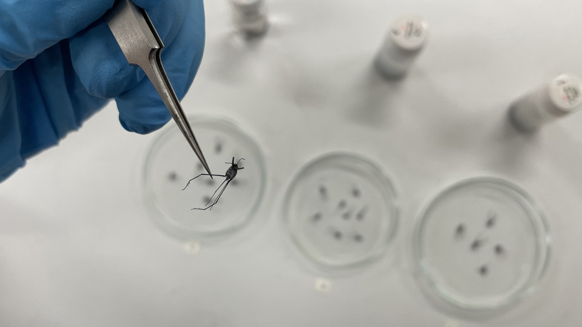 The history of insects living on the open ocean tracked with the ...