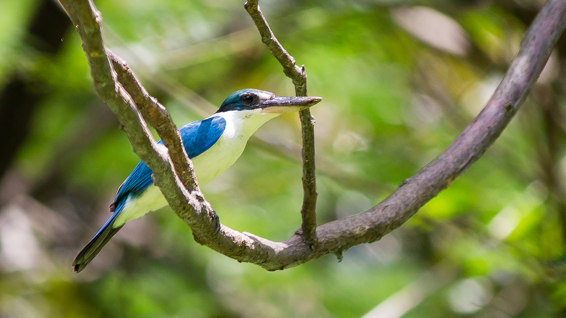 Meet the neighbours: The seven animals you’ll spot in NUS