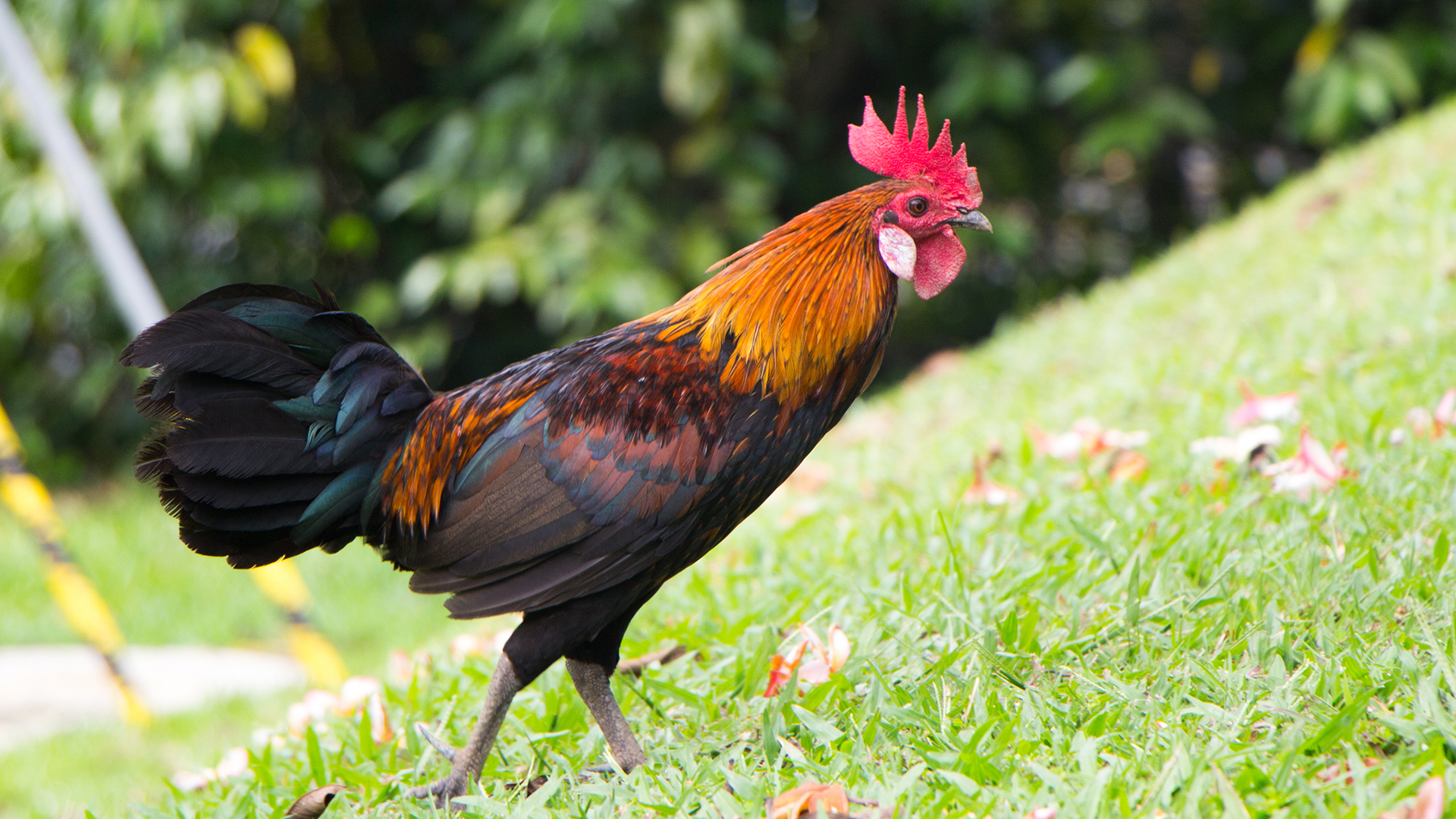 Meet the neighbours: The seven animals you’ll spot in NUS