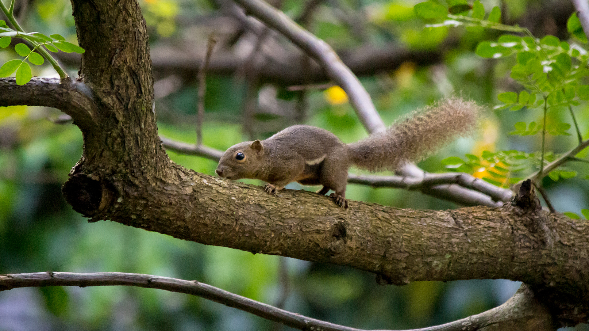Meet the neighbours: The seven animals you’ll spot in NUS