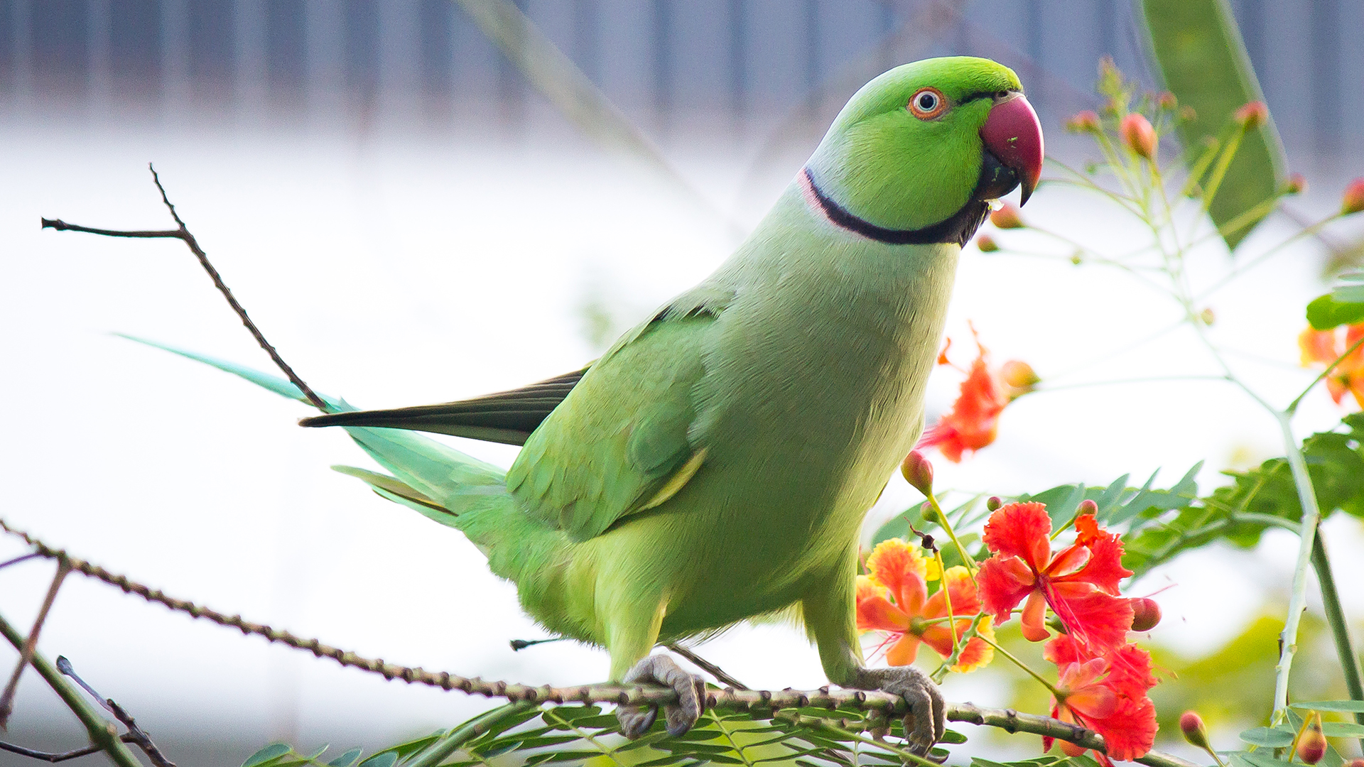 Meet the neighbours: The seven animals you’ll spot in NUS