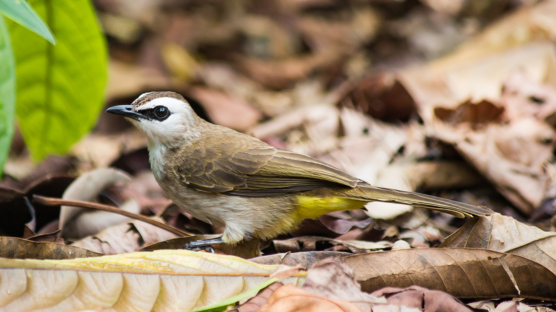 Meet the neighbours: The seven animals you’ll spot in NUS