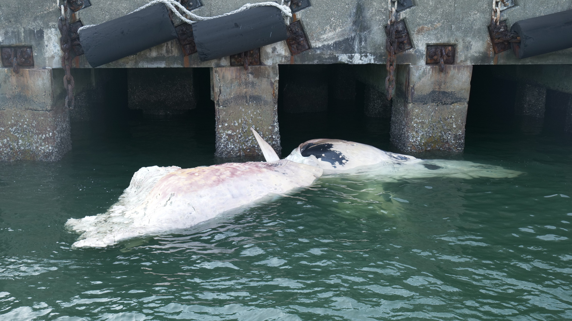 Whale of a find: Lee Kong Chian Natural History Museum studies partial ...