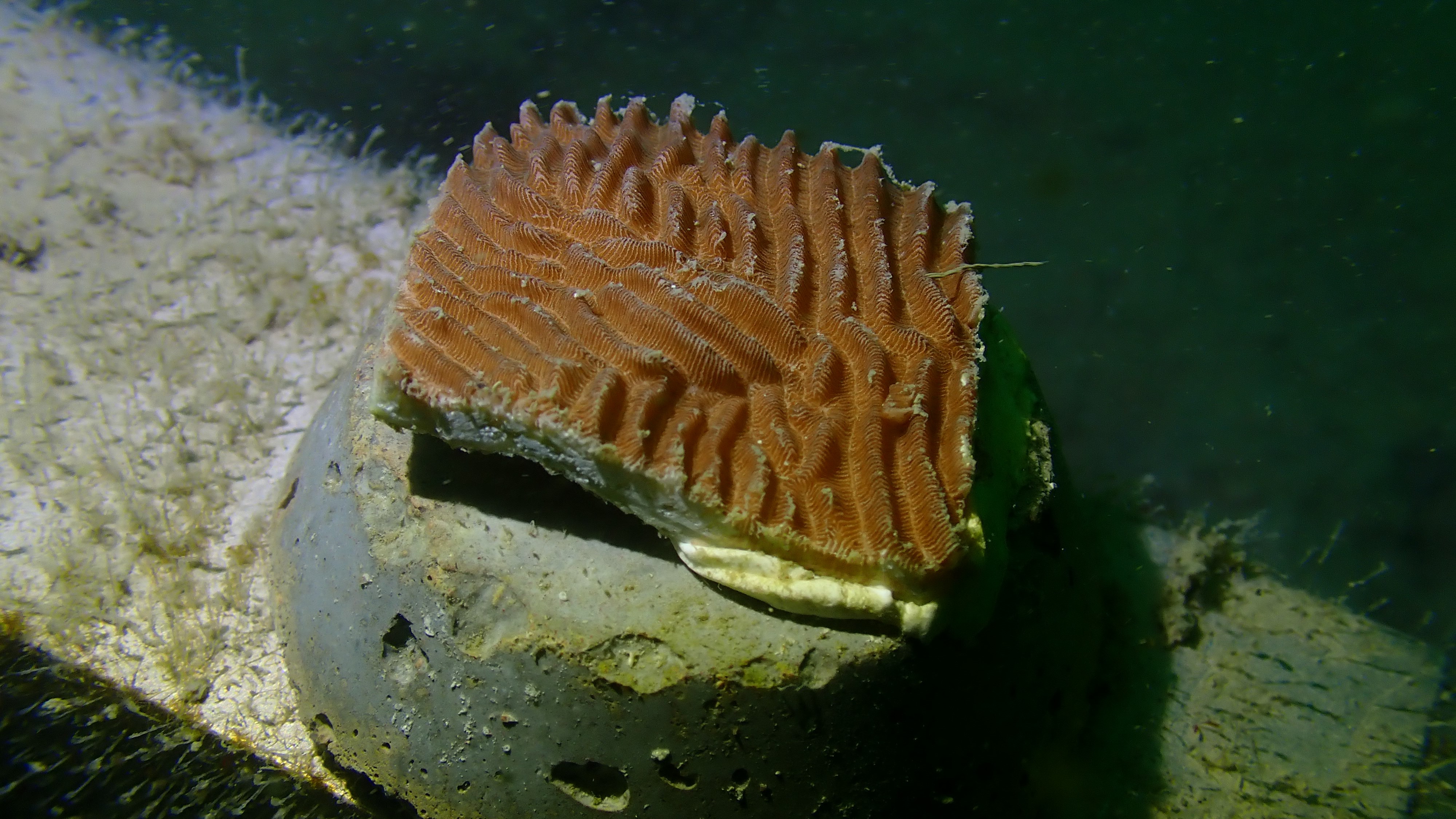 NUS partners WWF-Singapore to pilot coral restoration in deeper waters