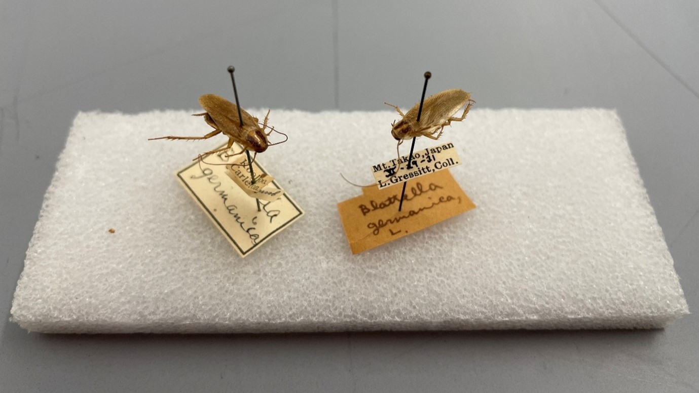 Tracing the odyssey of the fittest cockroach