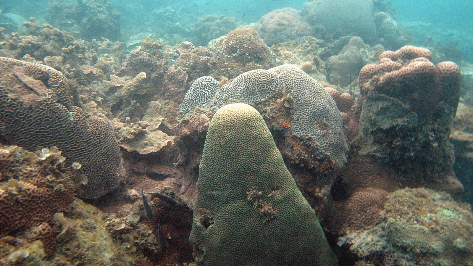 Conserving coral reefs through regional collaboration and research