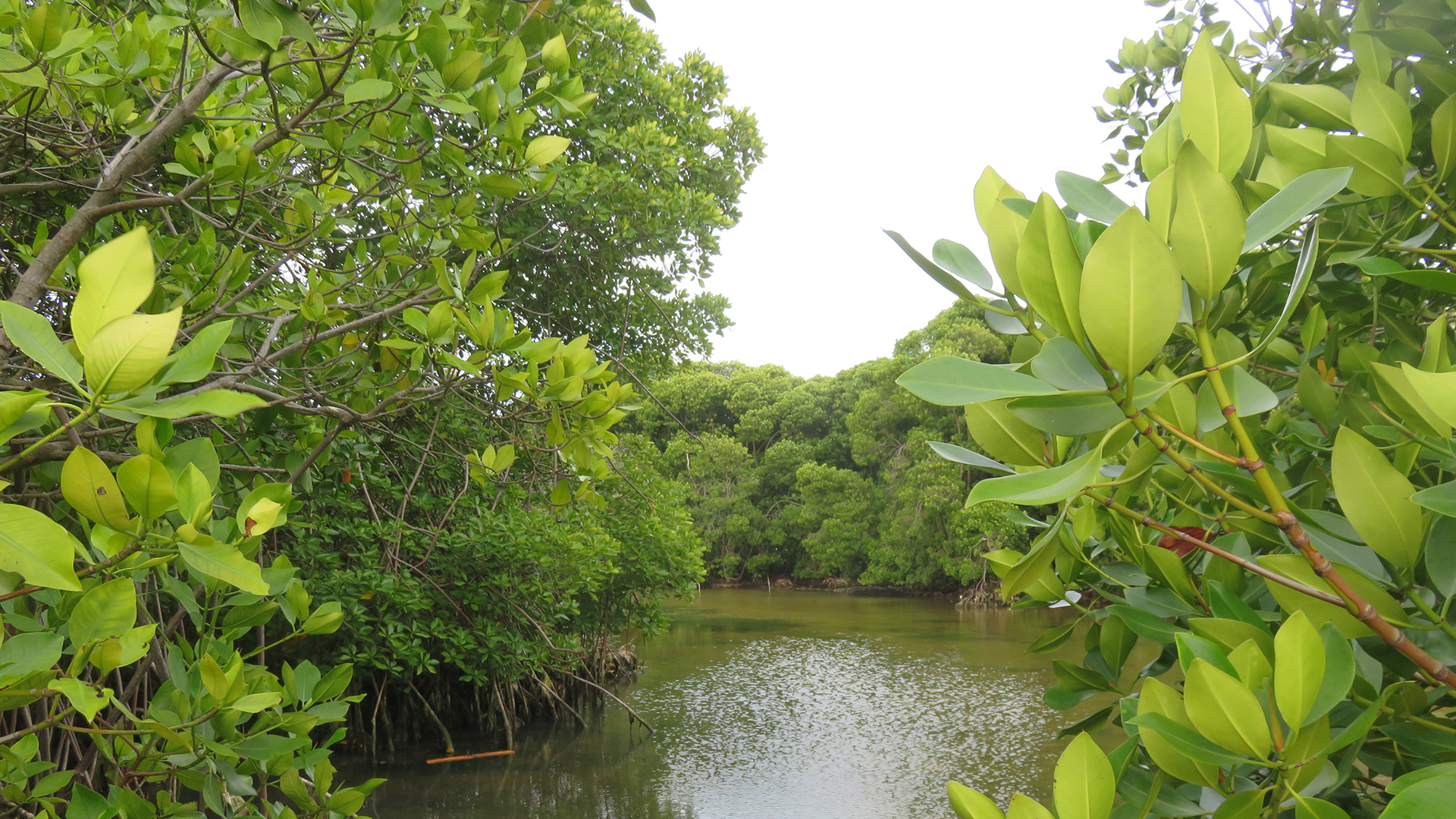 Peatlands and mangroves key to reducing carbon emissions in Southeast ...