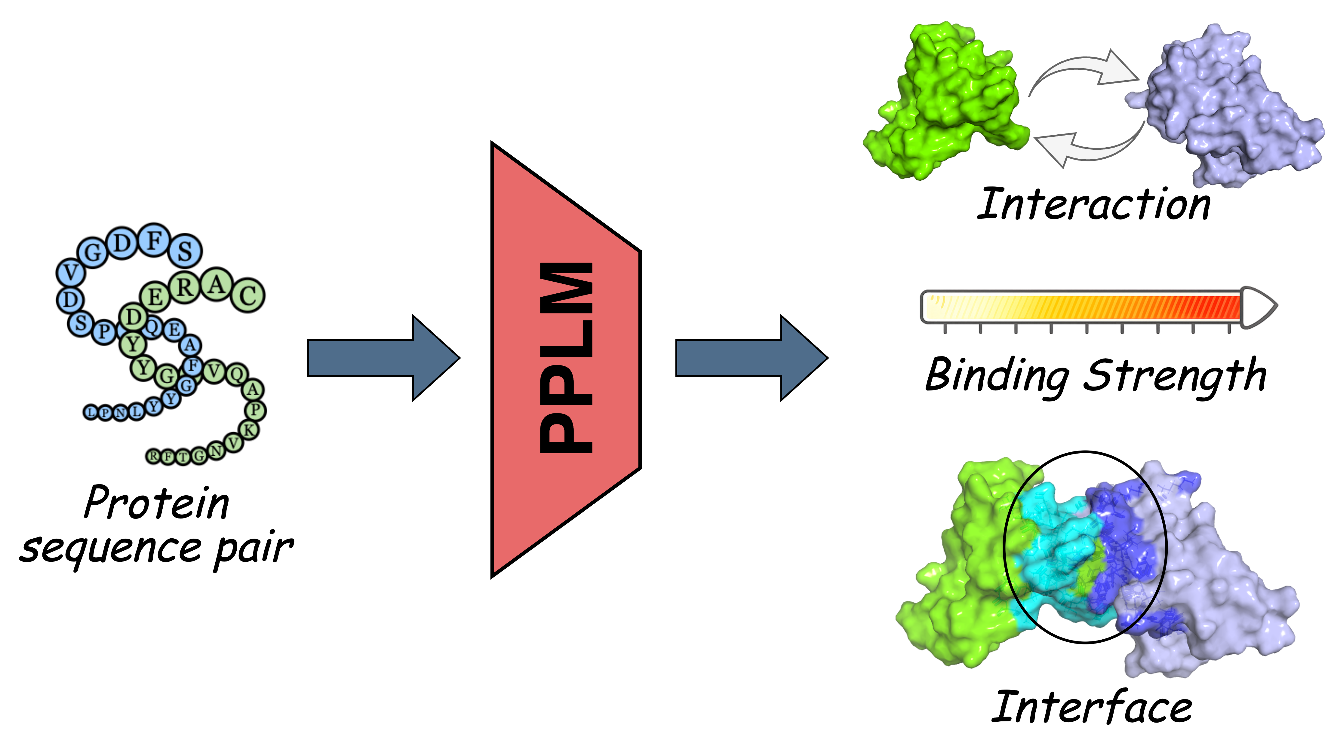 NUS scientists devise AI model that “reads” protein pairs, unlocking ...
