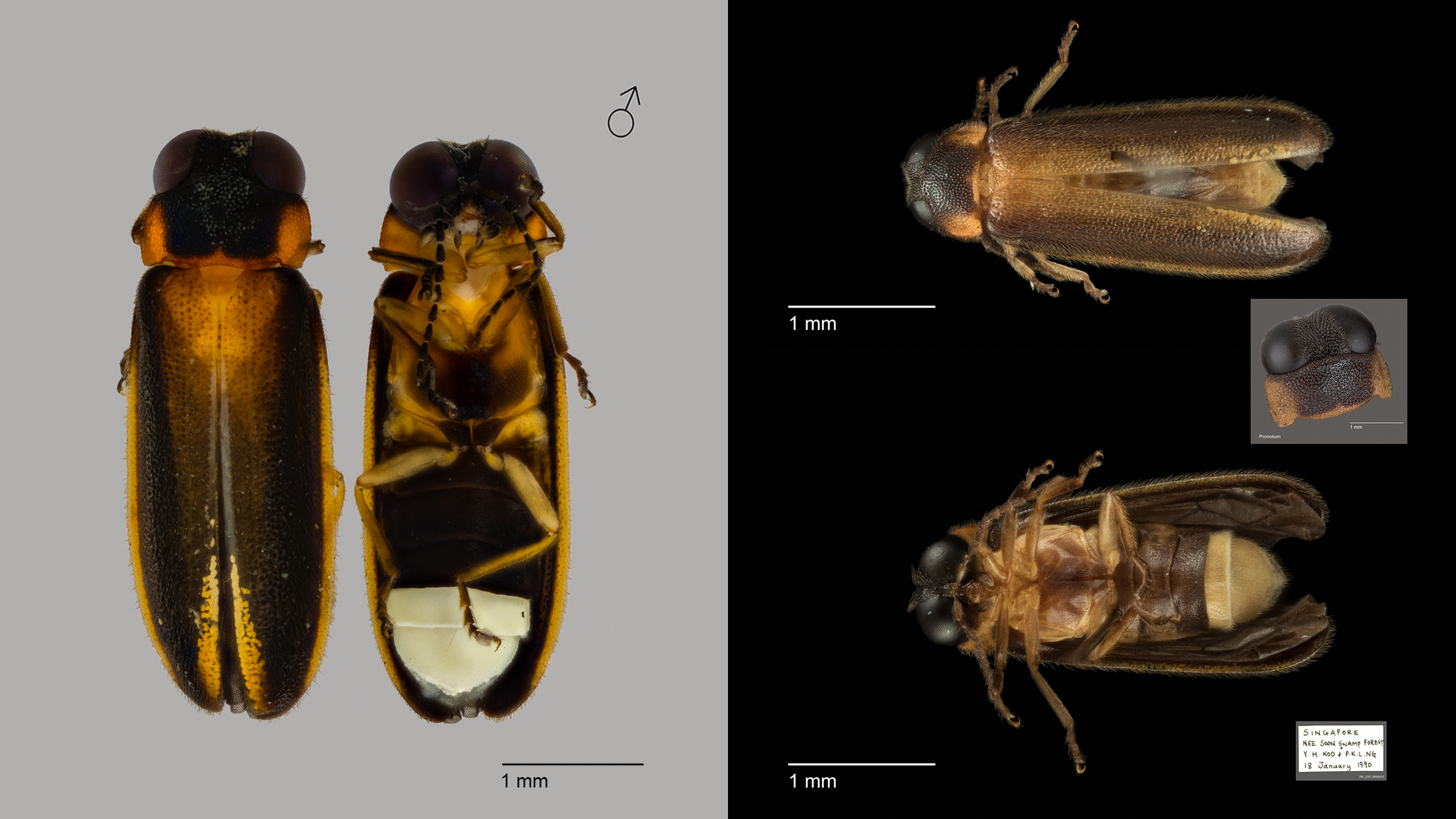 New species of firefly found in Singapore’s last freshwater swamp forest