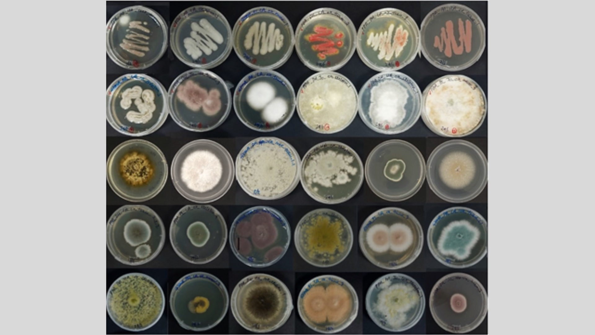 Decoding the secrets of evolution to tackle today’s greatest challenges