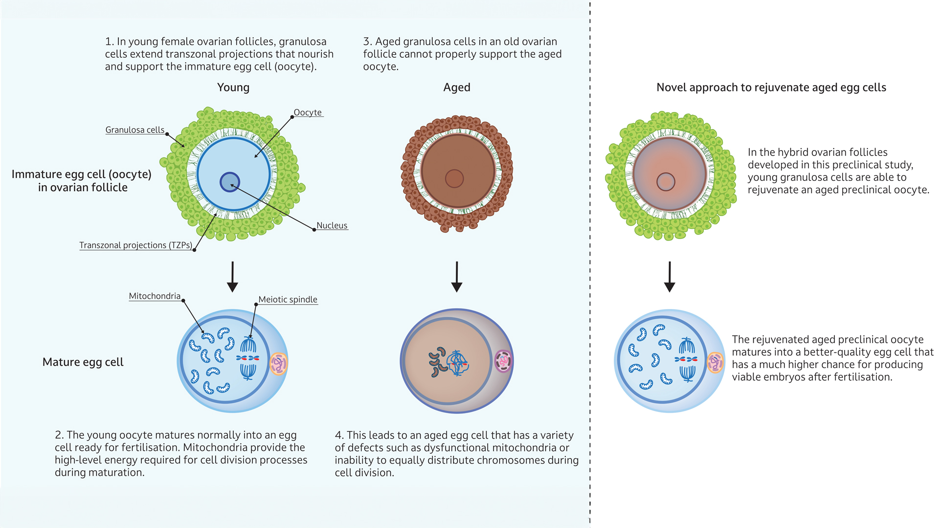 Scientists Find New Way to Revitalize Aged Egg Cells | Mirage News