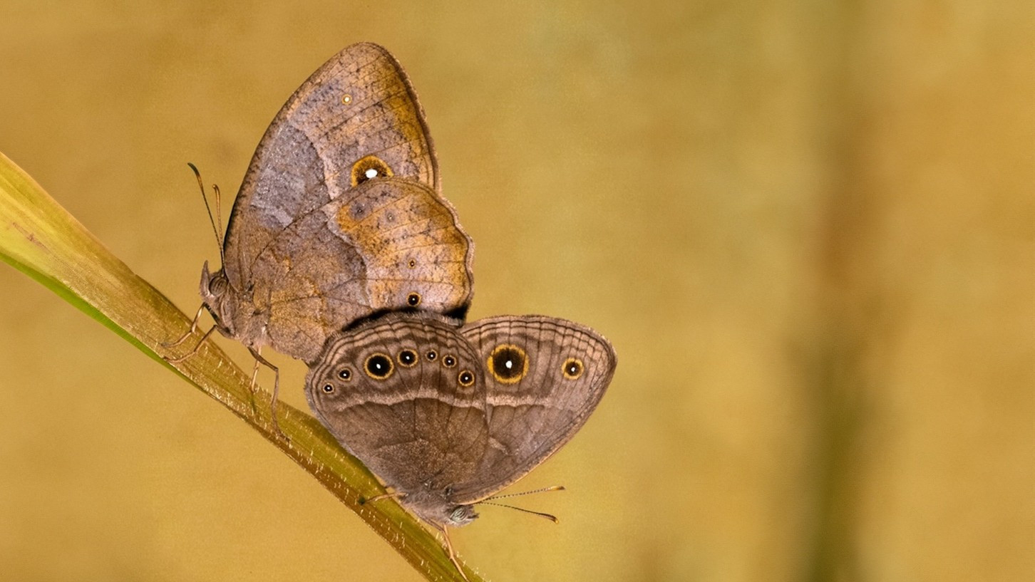 NUS study: A simple DNA switch helps tropical butterflies change wing ...