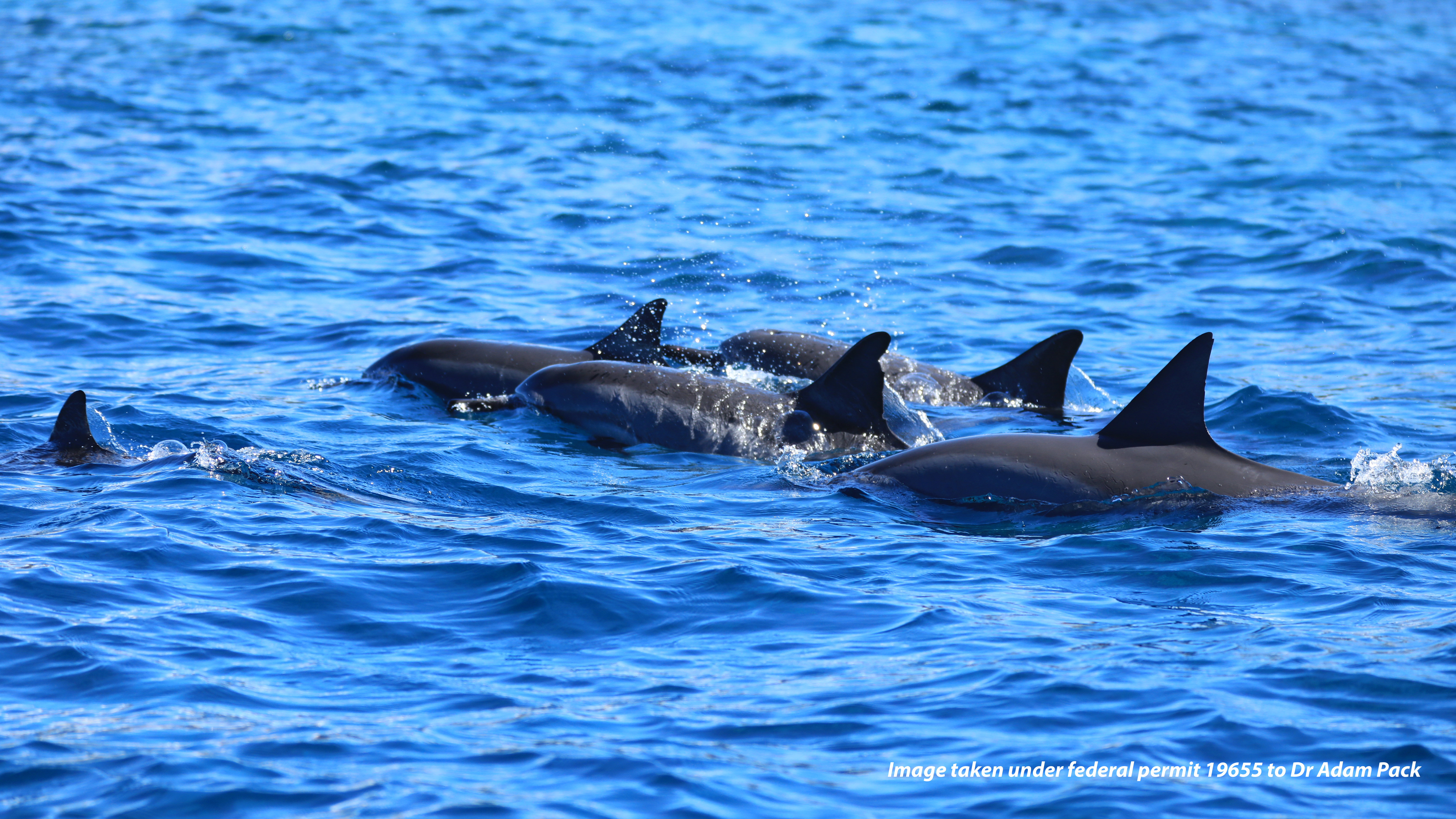 Deciphering the language of dolphins