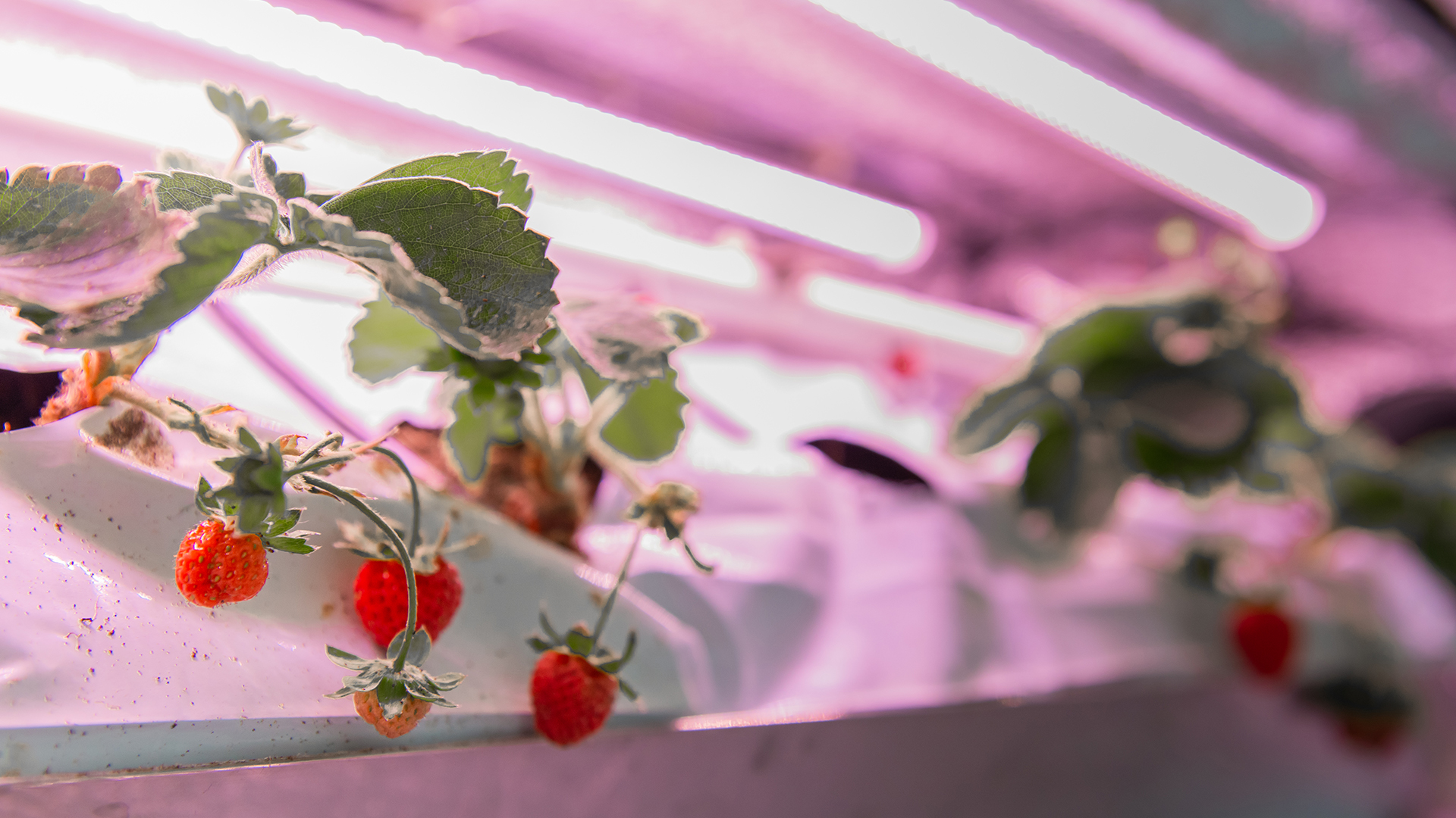 Seeding innovation and opportunities in agritech