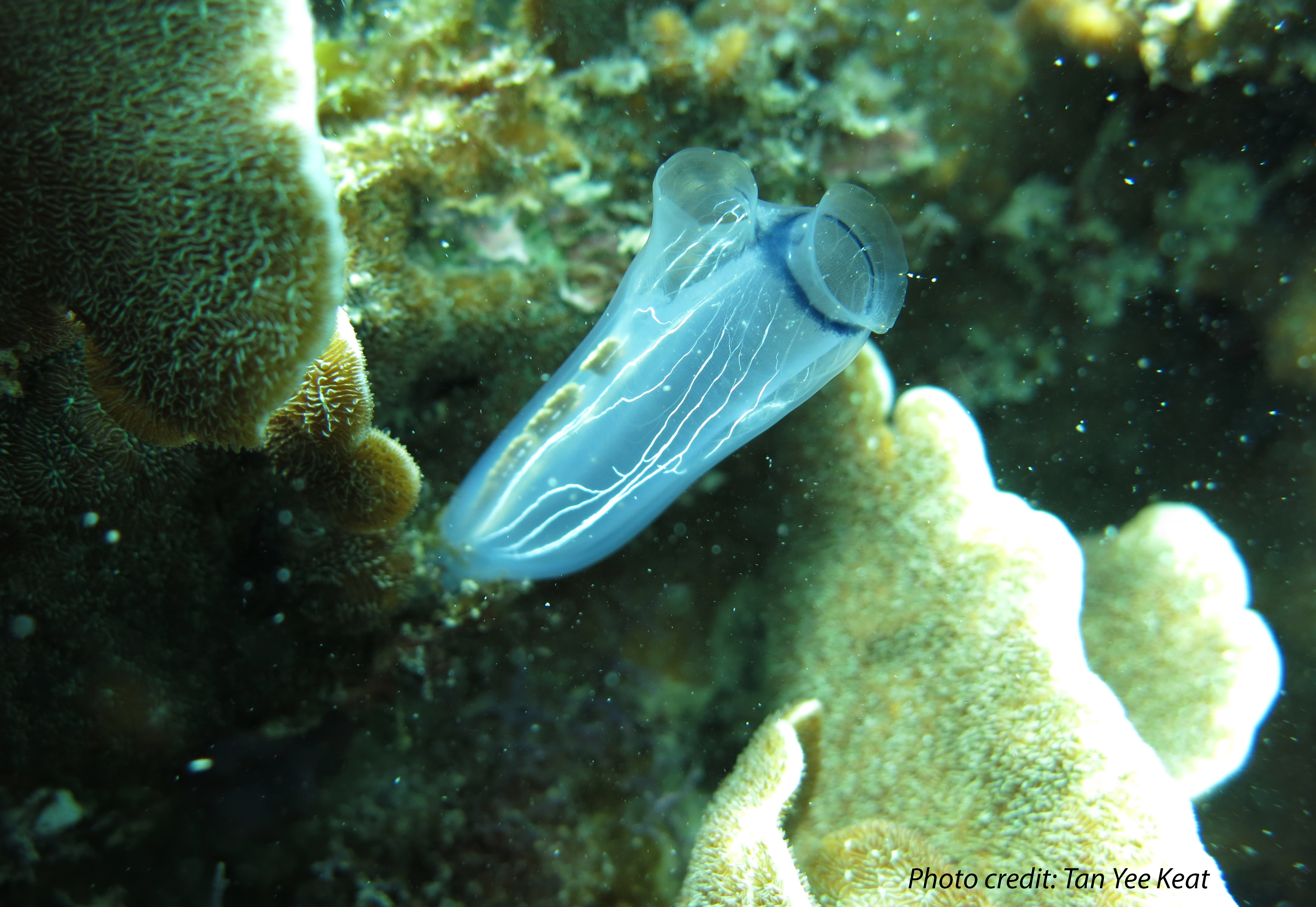 New ascidian records for Singapore and South China Sea