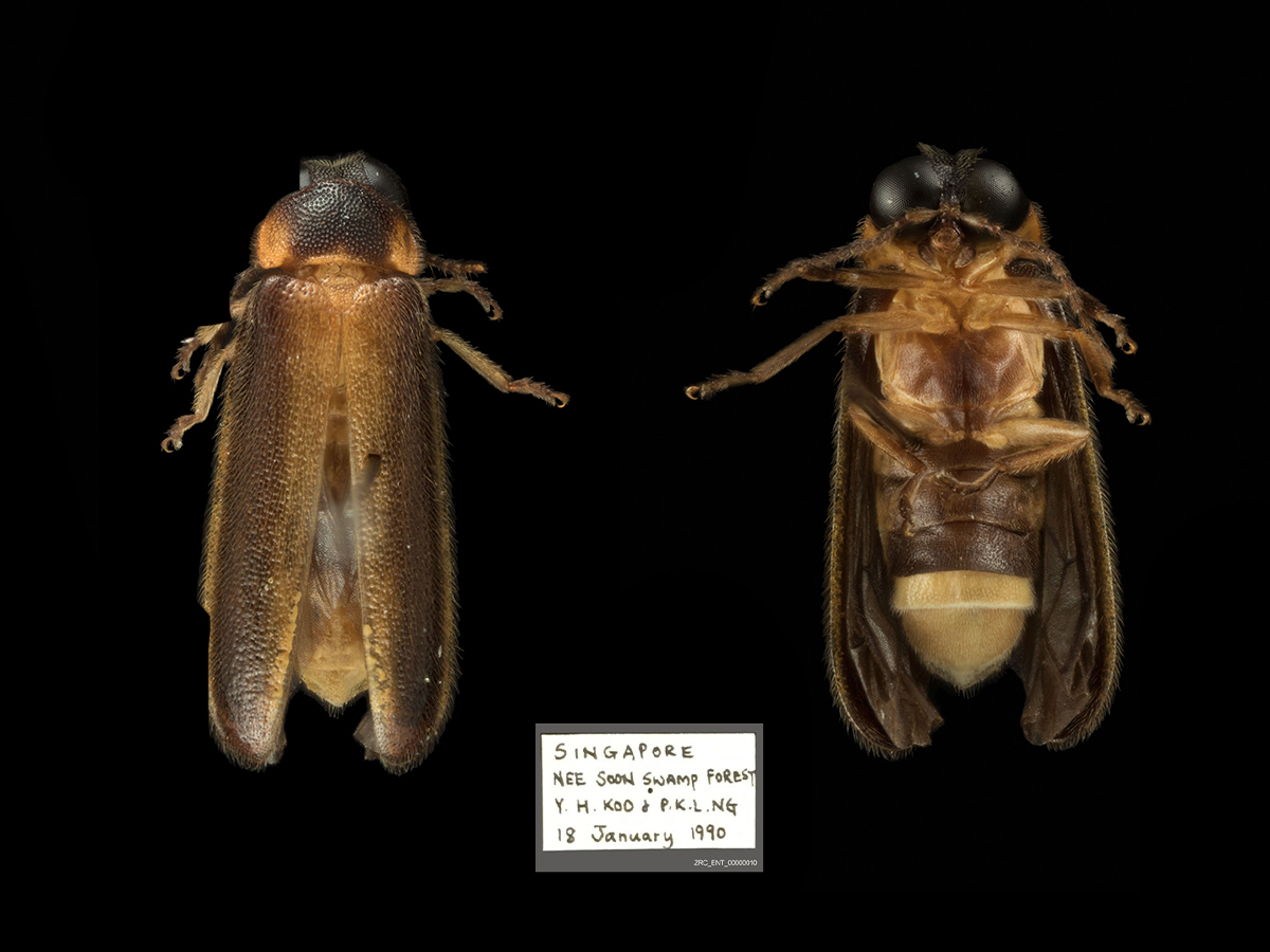 New species of firefly found in Singapore’s last freshwater swamp forest