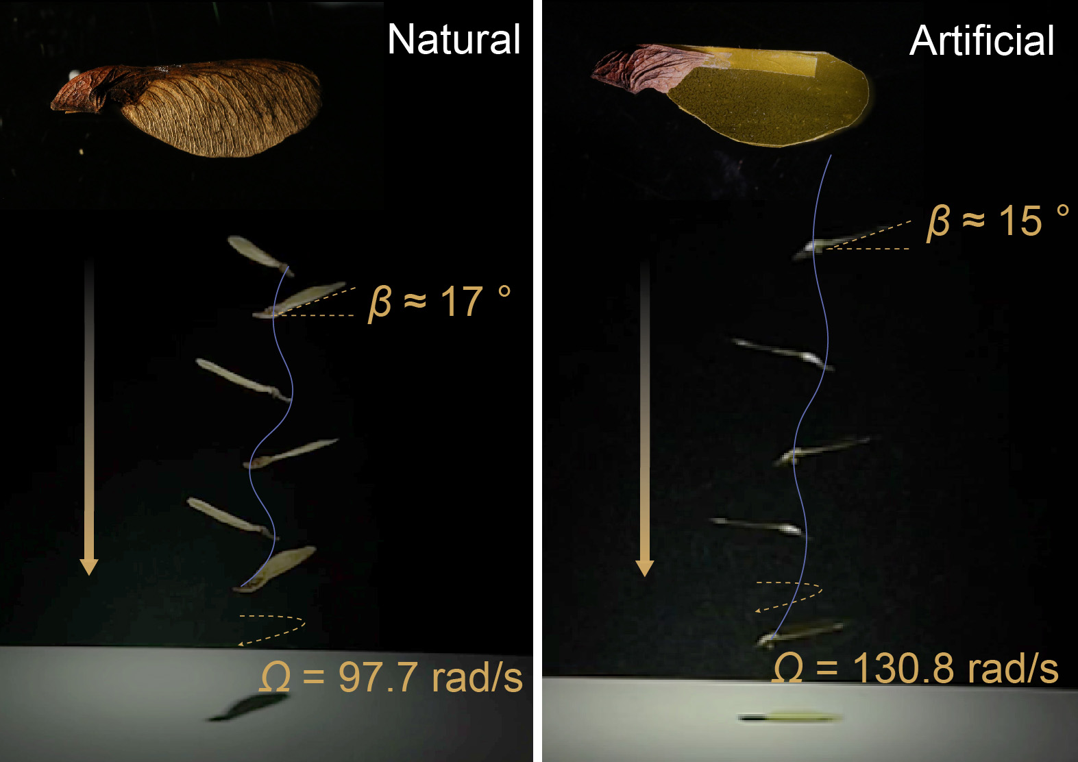 Light-controlled artificial maple seeds could monitor the environment ...