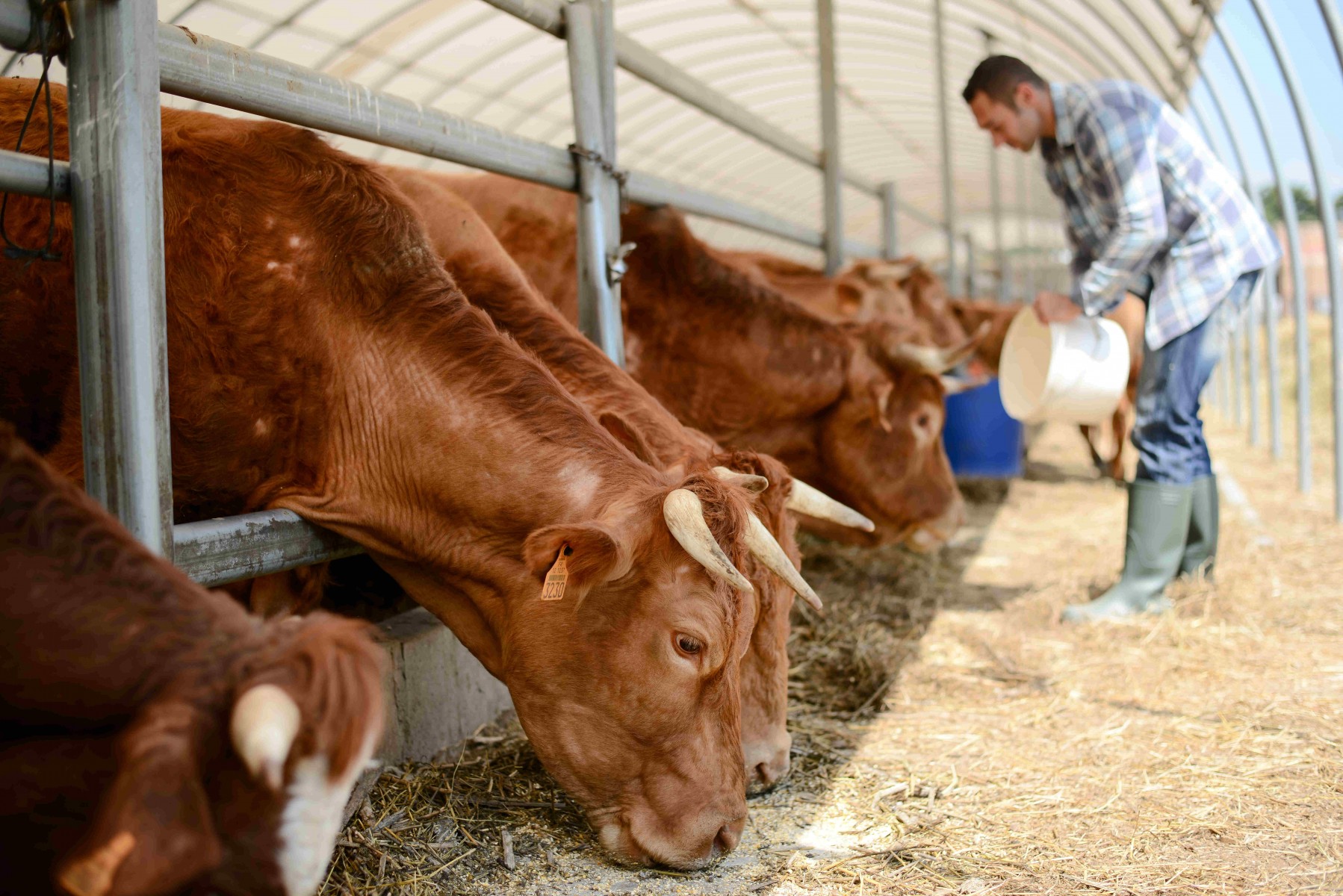 The virtual water impact of the US beef network