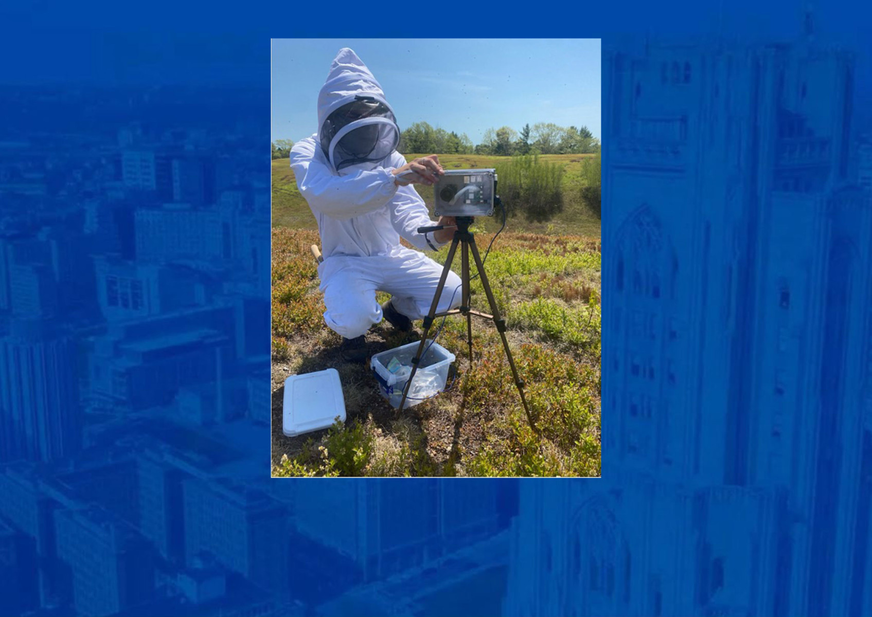 Warmer spots within fields have more blooms and more bees